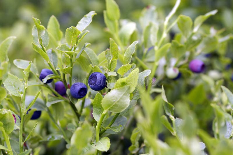 Arbustes de myrtille image stock. Image du sain, fermer - 11599499