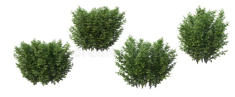 Arbustes et plantes illustration stock. Illustration du centrales ...