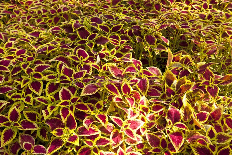 Arbusti ornamentali fotografia stock. Immagine di brillante - 47508110