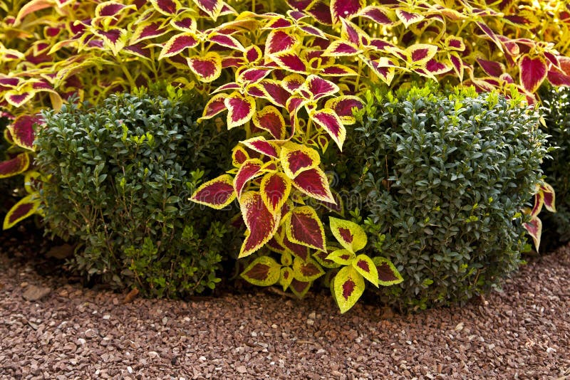 Arbusti ornamentali fotografia stock. Immagine di giardino - 47508138