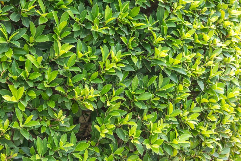 Arbusti Ornamentali, Arbusti Della Parete Immagine Stock - Immagine di ...