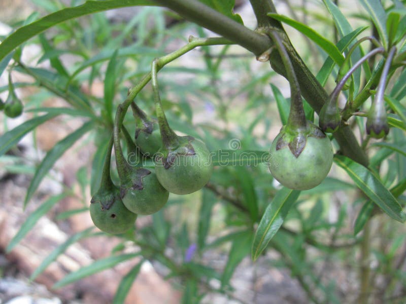 Arbusto azul da batata foto de stock. Imagem de console - 36551292
