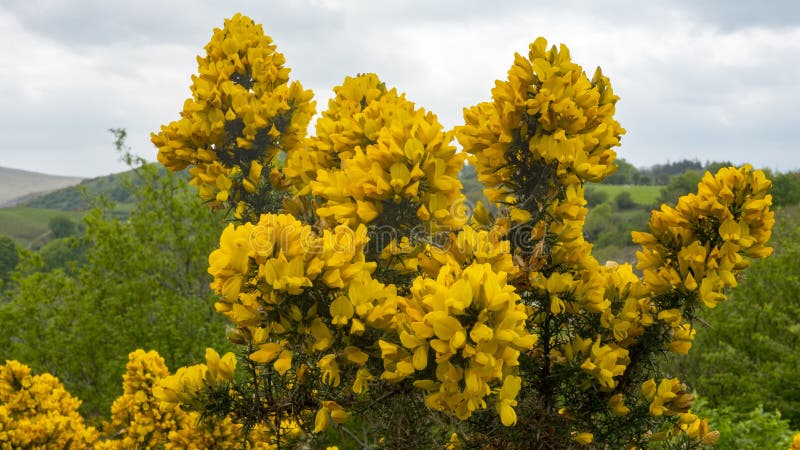 Arbusto Brillante De La Aulaga Imagen de archivo - Imagen de gorjear ...
