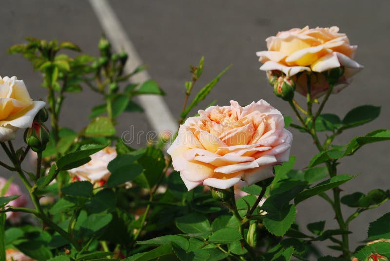 Arbusto Com Rosas Cor-de-rosa Grandes Fechado Foto de Stock - Imagem de ...