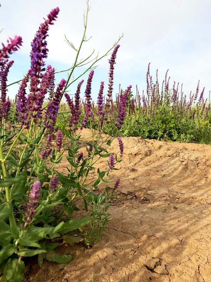 Arbusto Con Flores De Salvia. Imagen de archivo - Imagen de resorte ...