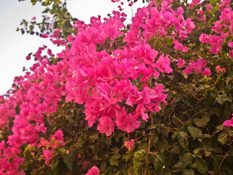 Arbusto Con Las Flores Rojas Brillantes Foto de archivo - Imagen de ...