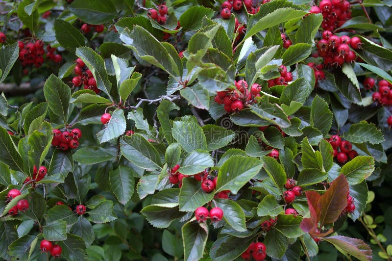 Arbusto Con Le Bacche Rosse Immagine Stock - Immagine di particolare ...