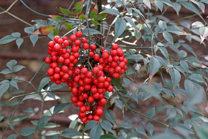 Arbusto Con Le Bacche Rosse Fotografia Stock - Immagine di nave, bello ...
