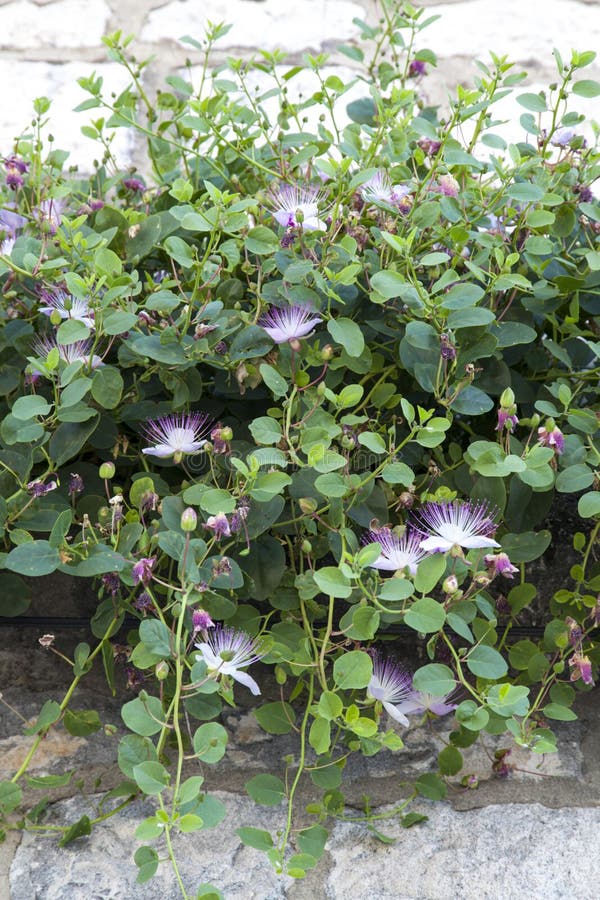 Arbusto Creciente Salvaje Floreciente De La Alcaparra Imagen de archivo ...