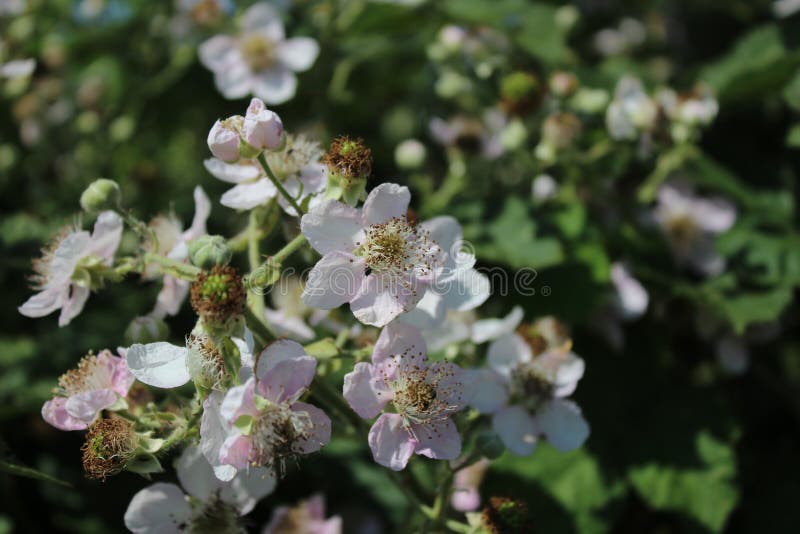 Arbusto De Amora Com Muitas Flores Imagem de Stock - Imagem de jardim ...