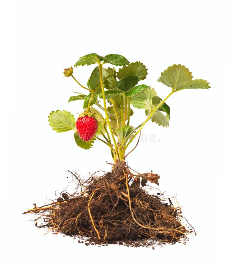 Arbusto de fresa imagen de archivo. Imagen de fresa, cubo - 26304981