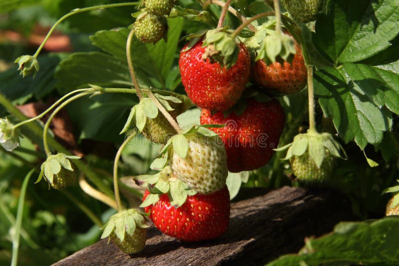 Arbusto de fresa imagen de archivo. Imagen de verde, madure - 81650751