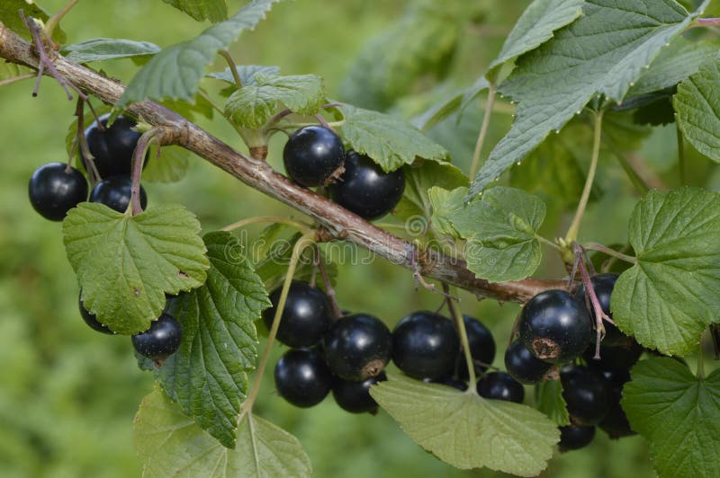 Arbusto De La Grosella Negra Imagen de archivo - Imagen de baya, hoja ...