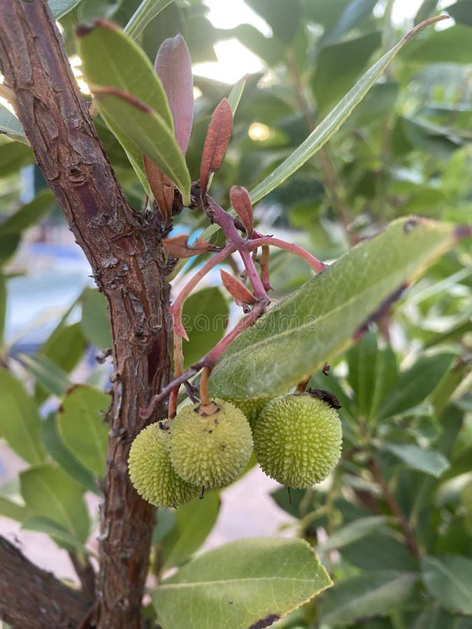 Arbusto De Morango Com Pequenos Frutos De Arbuto Imagem de Stock ...