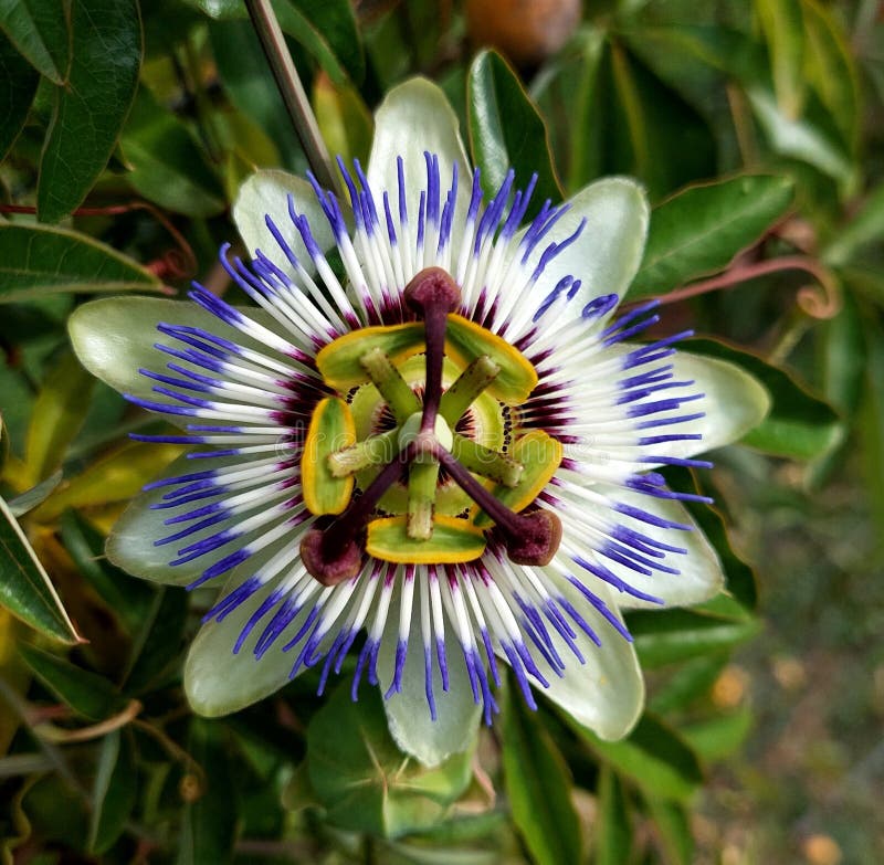 Arbusto de Passiflora foto de archivo. Imagen de arbusto - 357686180