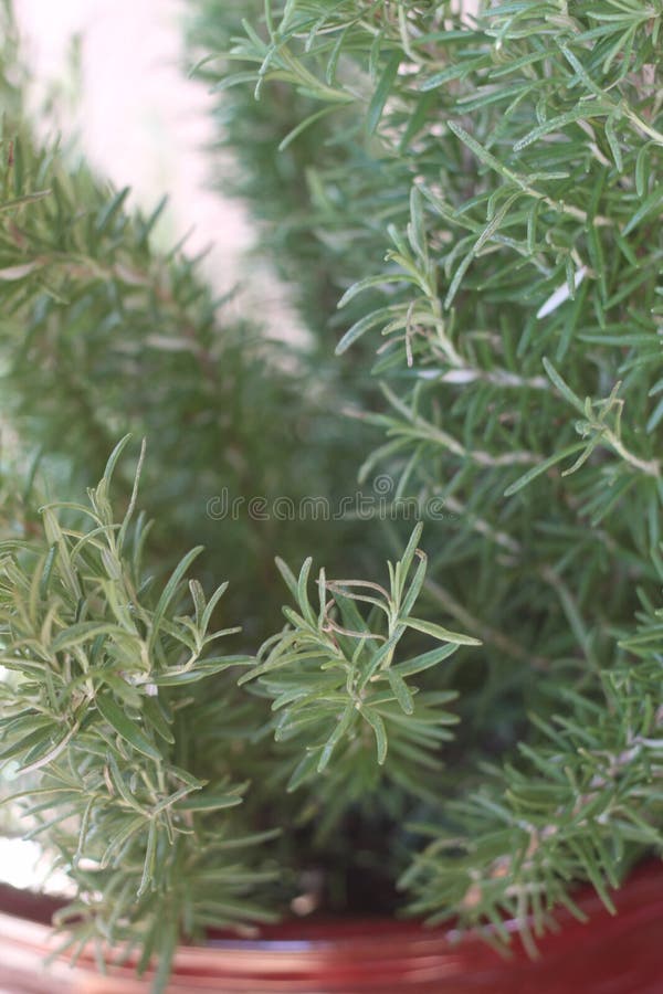Arbusto de romero 0472 imagen de archivo. Imagen de follaje - 191445095