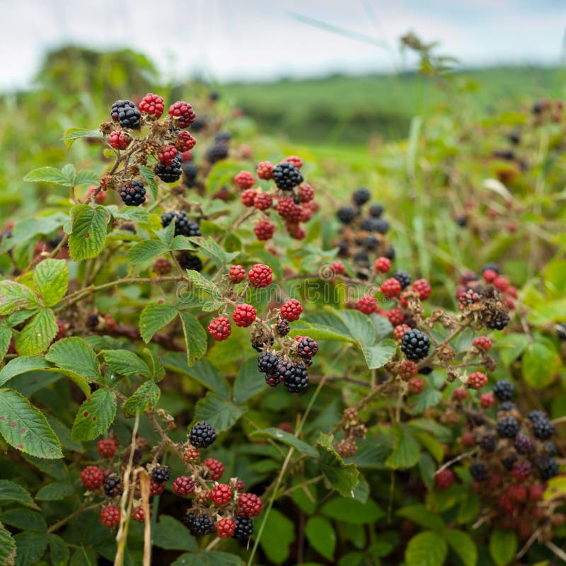 Arbusto de zarza foto de archivo. Imagen de alimento - 44050218