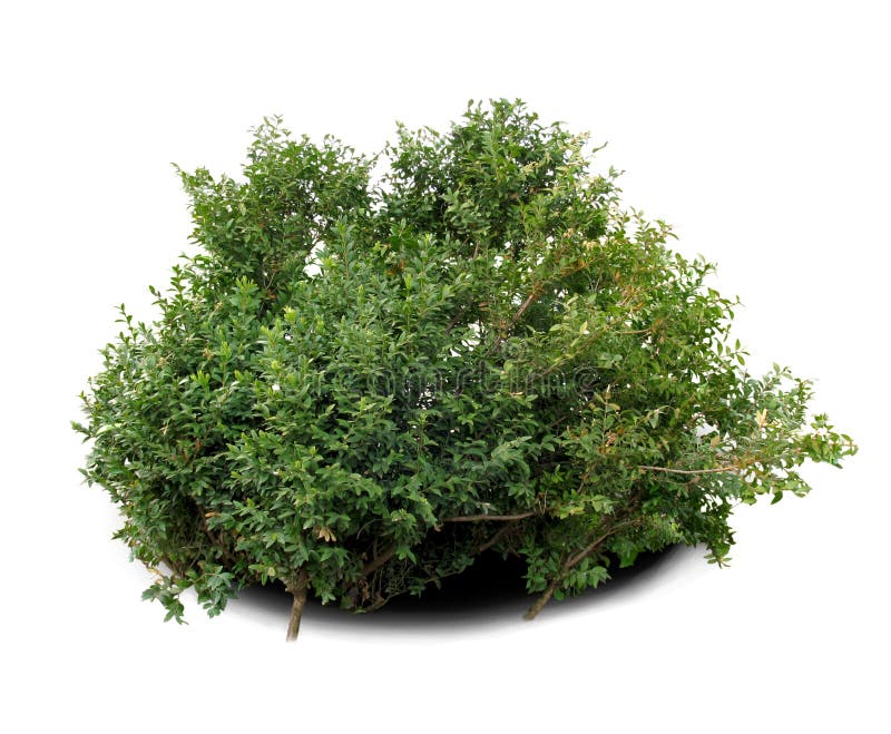 Arbusto del boj imagen de archivo. Imagen de hoja, resorte - 54051359