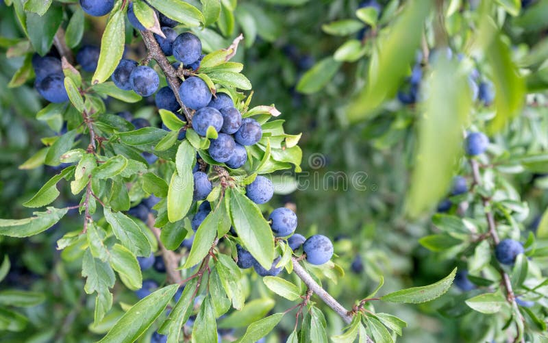 Arbusto del endrino imagen de archivo. Imagen de salvaje - 110311505