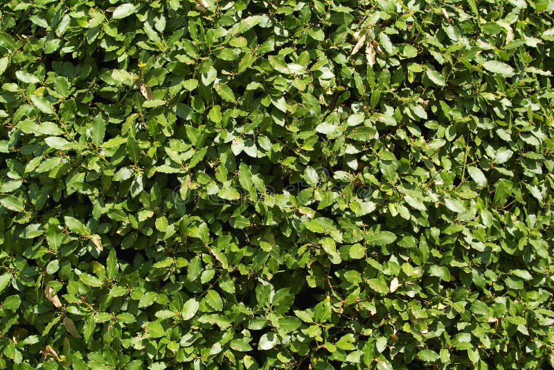 Arbusto del laurel imagen de archivo. Imagen de laureles - 33566461