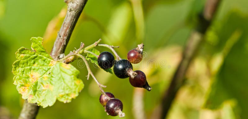 Arbusto di ribes nero immagine stock. Immagine di verde - 32301131