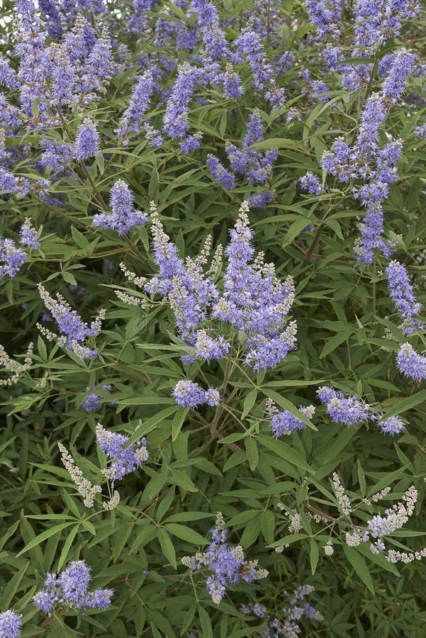 Arbusto Do Agnus-castus De Vitex Imagem de Stock - Imagem de ambiente ...