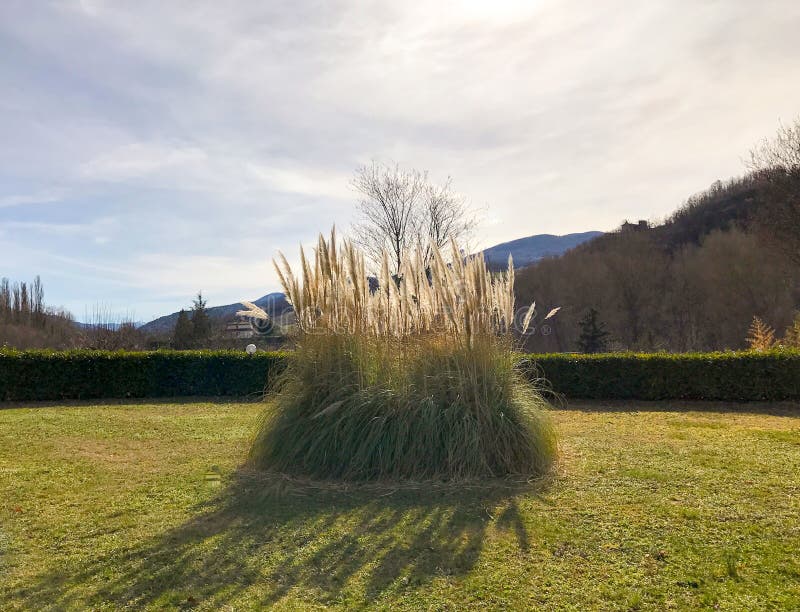 Arbusto Grande Da Planta Da Cauda De Gato Imagem de Stock - Imagem de ...