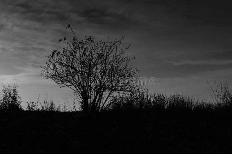 Arbusto muerto imagen de archivo. Imagen de cubo, fondo - 107307641