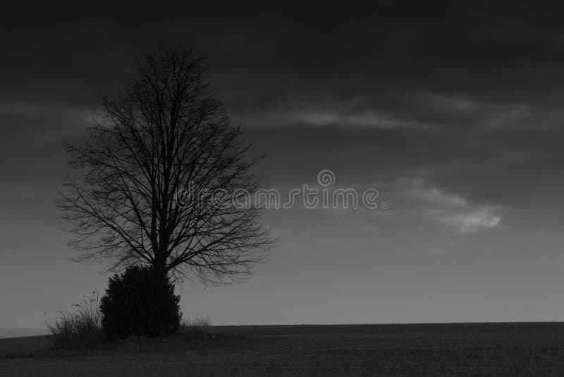 Arbusto muerto foto de archivo. Imagen de aislado, planta - 107307702