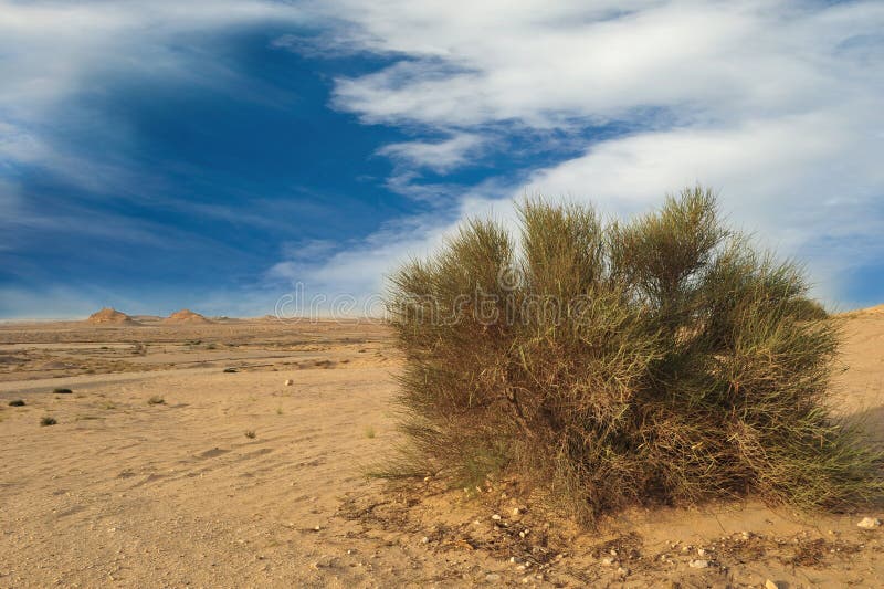 Bush De La Hierba Del Desierto Foto de archivo - Imagen de agradable ...