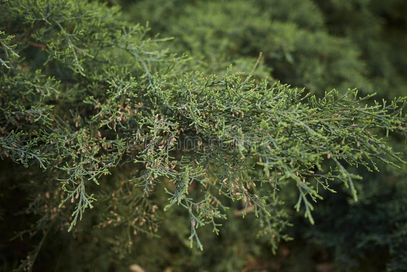Arbusto-verde-verde-juniperus Virginiana Imagem de Stock - Imagem de ...