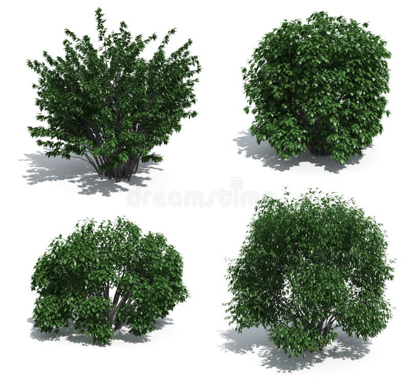 Arbustos stock de ilustración. Ilustración de crezca - 13251705