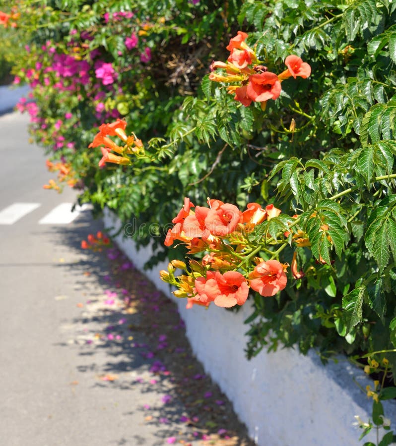 Arbustos Con Las Flores Rojas Imagen de archivo - Imagen de rural ...