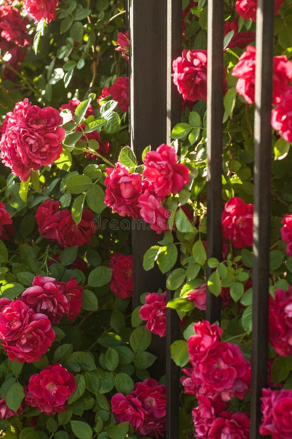 Arbustos Con Las Rosas Rojas Foto de archivo - Imagen de vacaciones ...