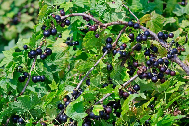 Arbustos Da Passa De Corinto Preta Foto de Stock - Imagem de fruta ...