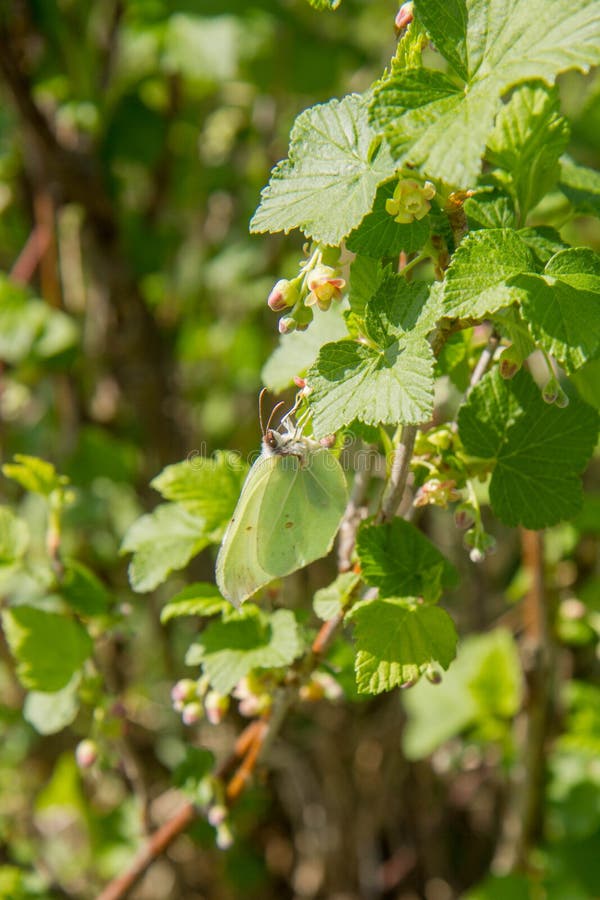 Arbustos De La Grosella Negra Imagen de archivo - Imagen de acritud ...