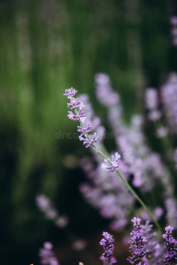 Arbustos De Lavanda Florecientes. Campo Lavanda. Imagen de archivo ...