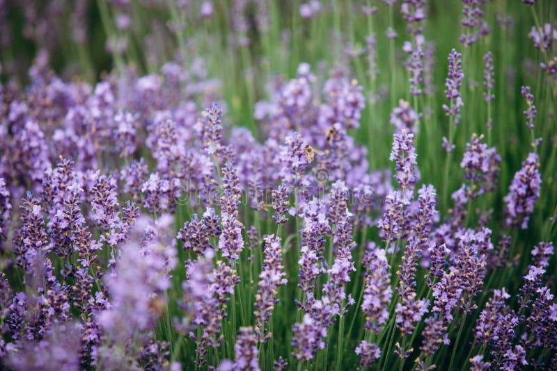 Arbustos De Lavanda Florecientes. Campo Lavanda. Foto de archivo ...