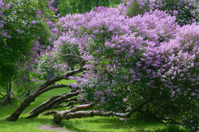 Arbustos De Lila En El Parque En La Primavera Imagen de archivo ...