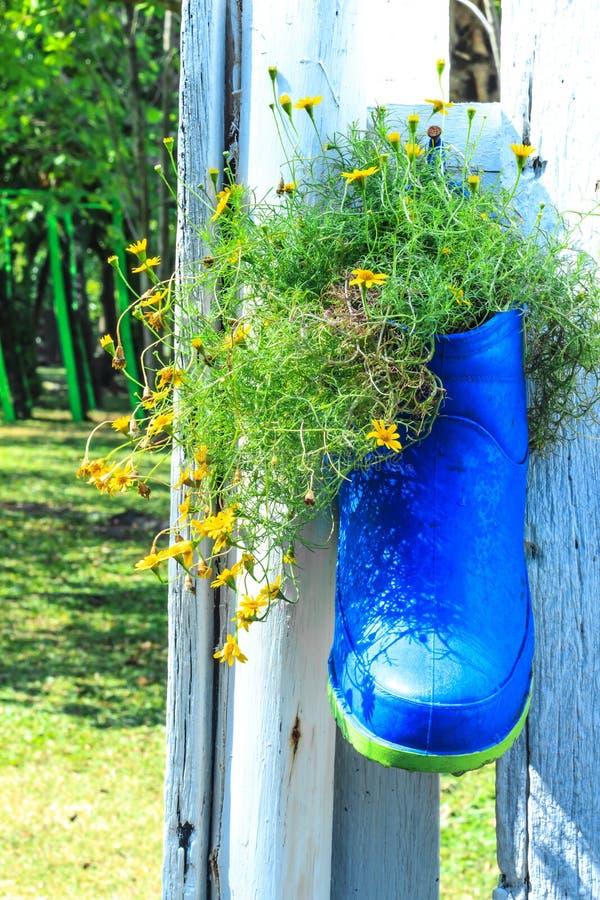 Arbustos De Margarita Amarillos En Botas Imagen de archivo - Imagen de ...