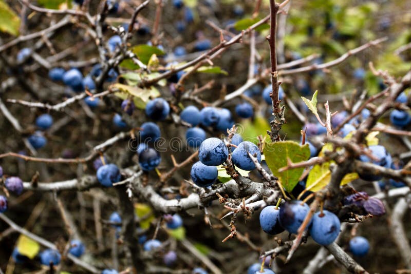 Arbustos Salvajes Del Endrino Imagen de archivo - Imagen de fruta ...