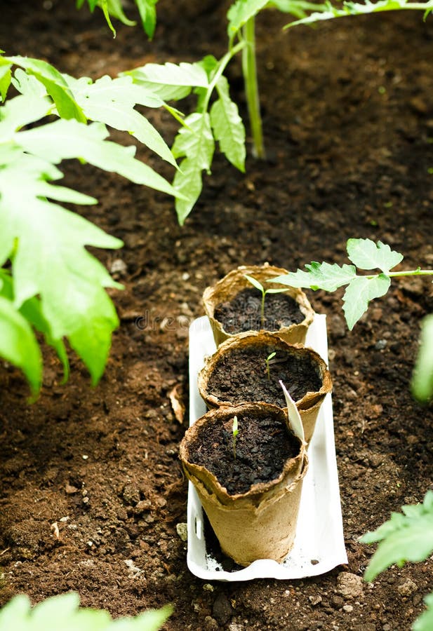 Arbustos Verdes De Tomate Em Potes Numa Estufa. Mudas De Tomate Foto de ...