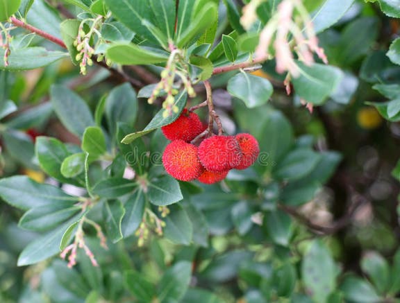 Arbutus stock image. Image of leaf, hedge, edible, surface - 21900191