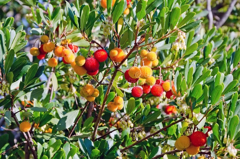 Arbutus stock image. Image of plant, ripe, park, close - 51281969