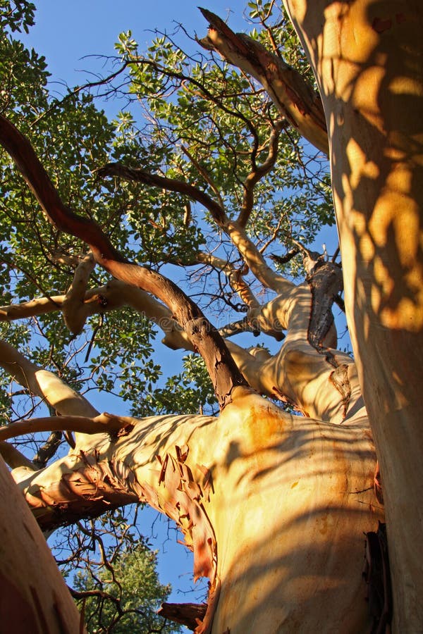 Arbutus Tree Bark stock photo. Image of wooden, natural - 3555260