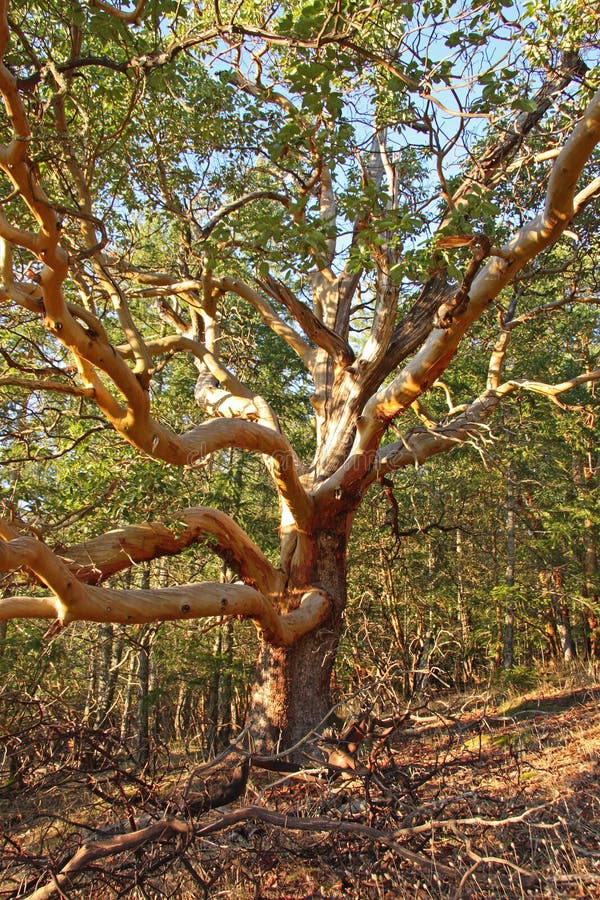 Arbutus tree stock photo. Image of arbutus, thick, tree - 5529336