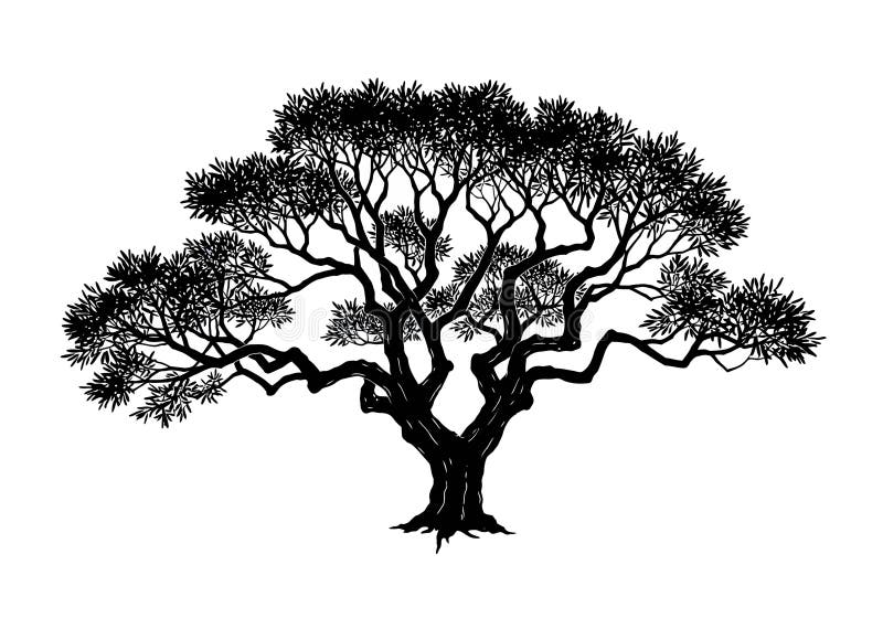Arbutus tree silhouette stock illustration. Illustration of arbutus ...