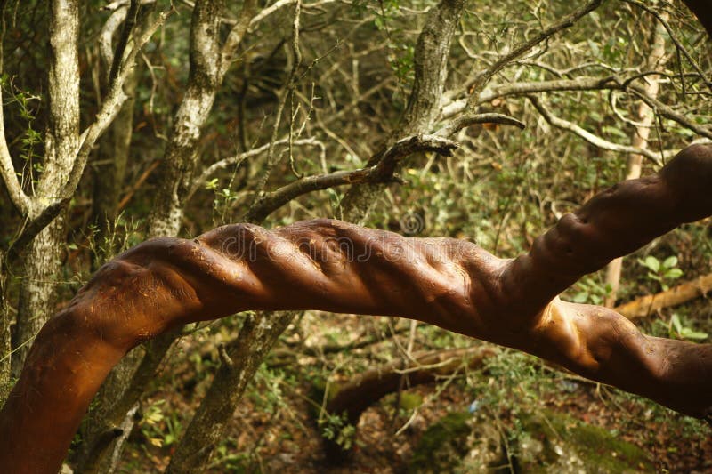 Arbutus tree stock image. Image of soil, grass, marking - 353016825