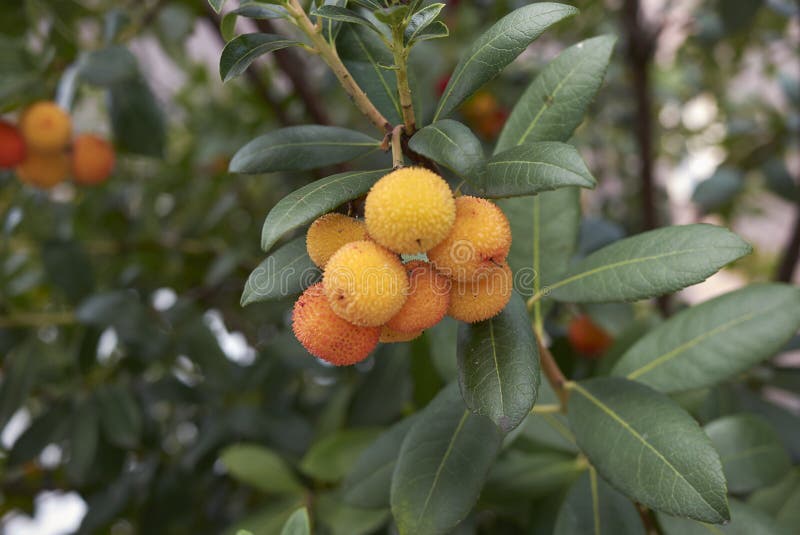 Arbutus Unedo Branch with Ripe Fruit Stock Image - Image of environment ...