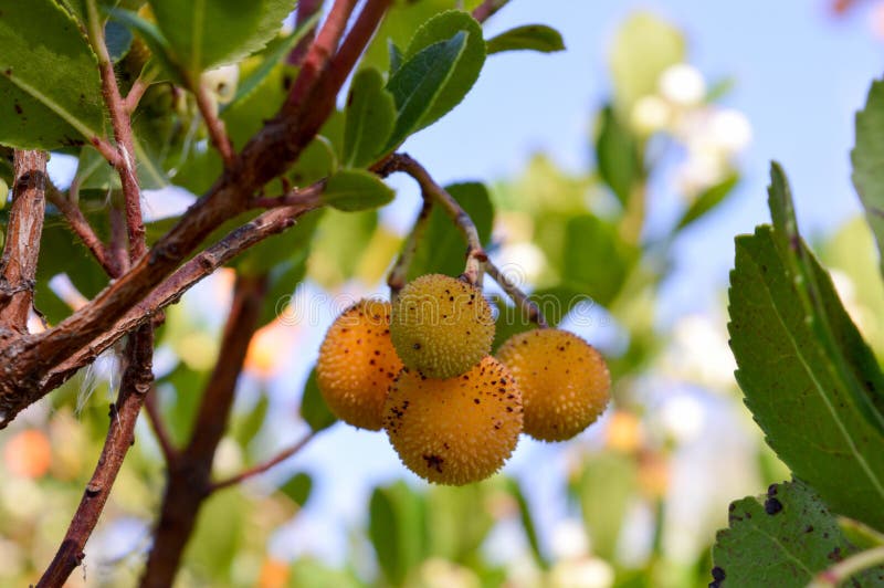 Arbutus Unedo Tree with Fruits Stock Image - Image of plant, autumn ...